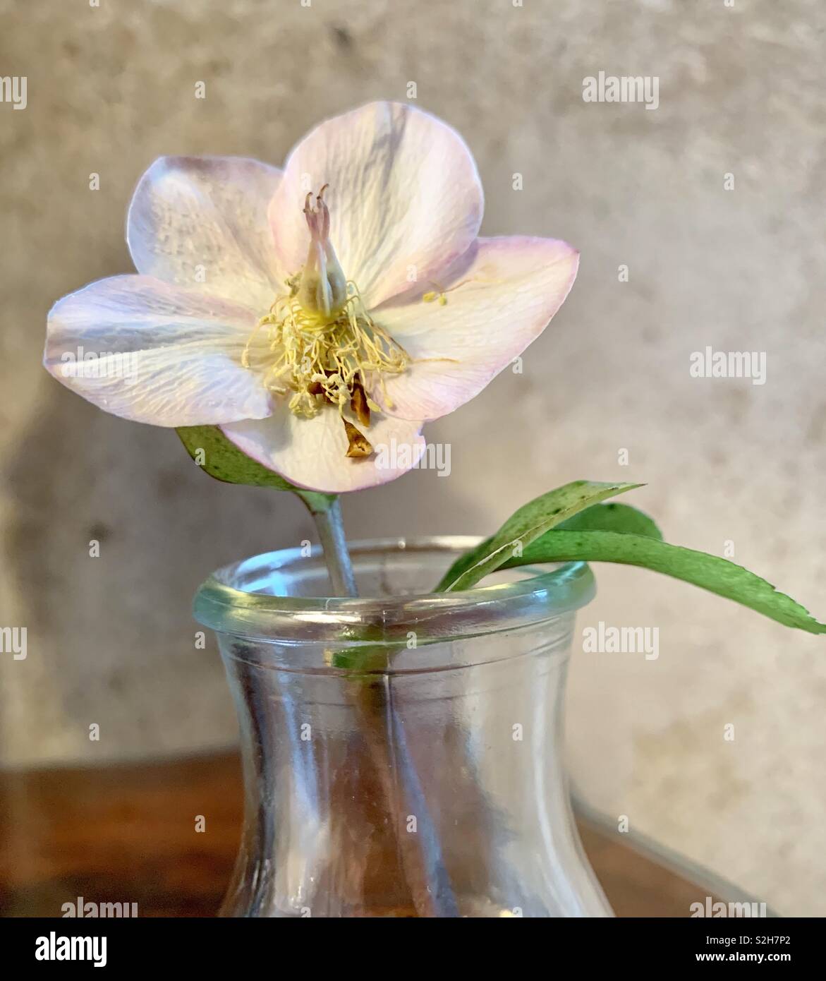 A rose is a rose Stock Photo - Alamy