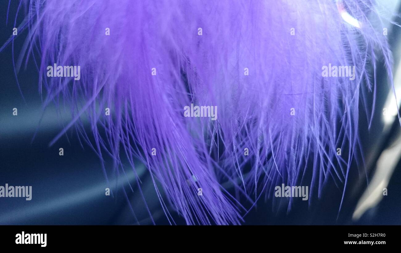 Purple feathers hi-res stock photography and images - Alamy