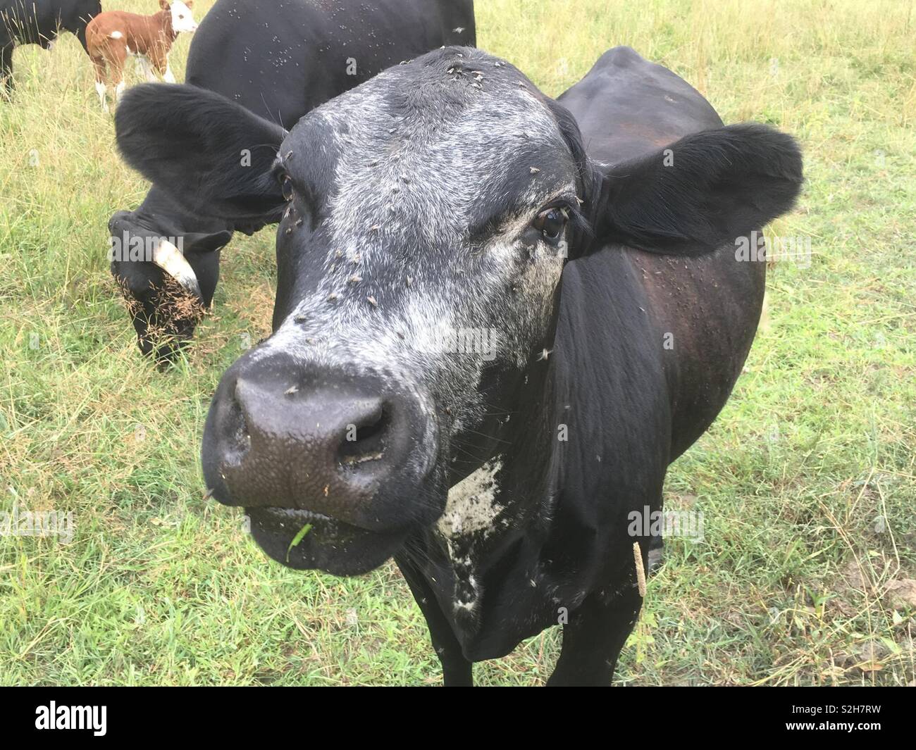 Cute cow hi-res stock photography and images - Alamy