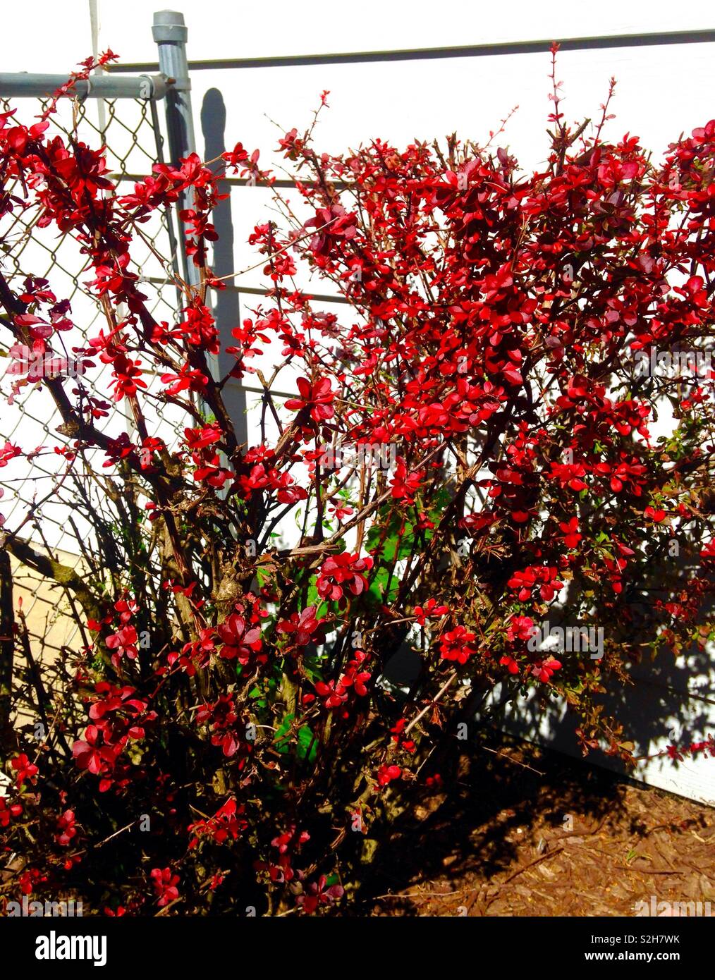 Flowering Red Bush Stock Photo - Alamy