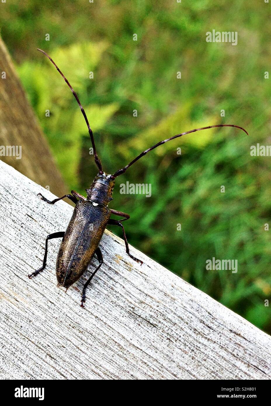 Longhorn beetle on weathered log Stock Photo - Alamy