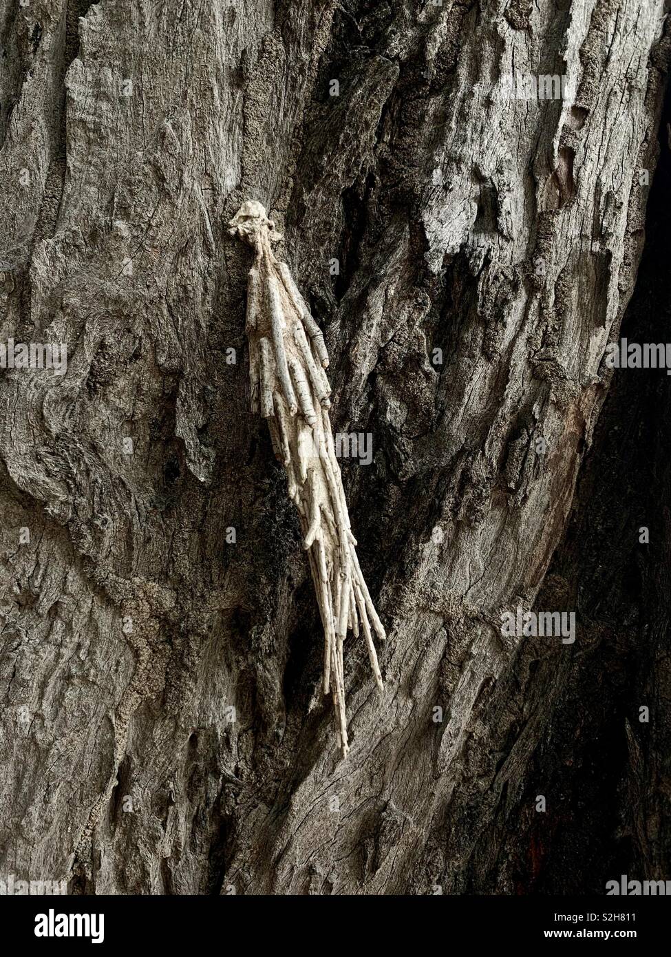 Large bagworm metura elongatus hi-res stock photography and images - Alamy