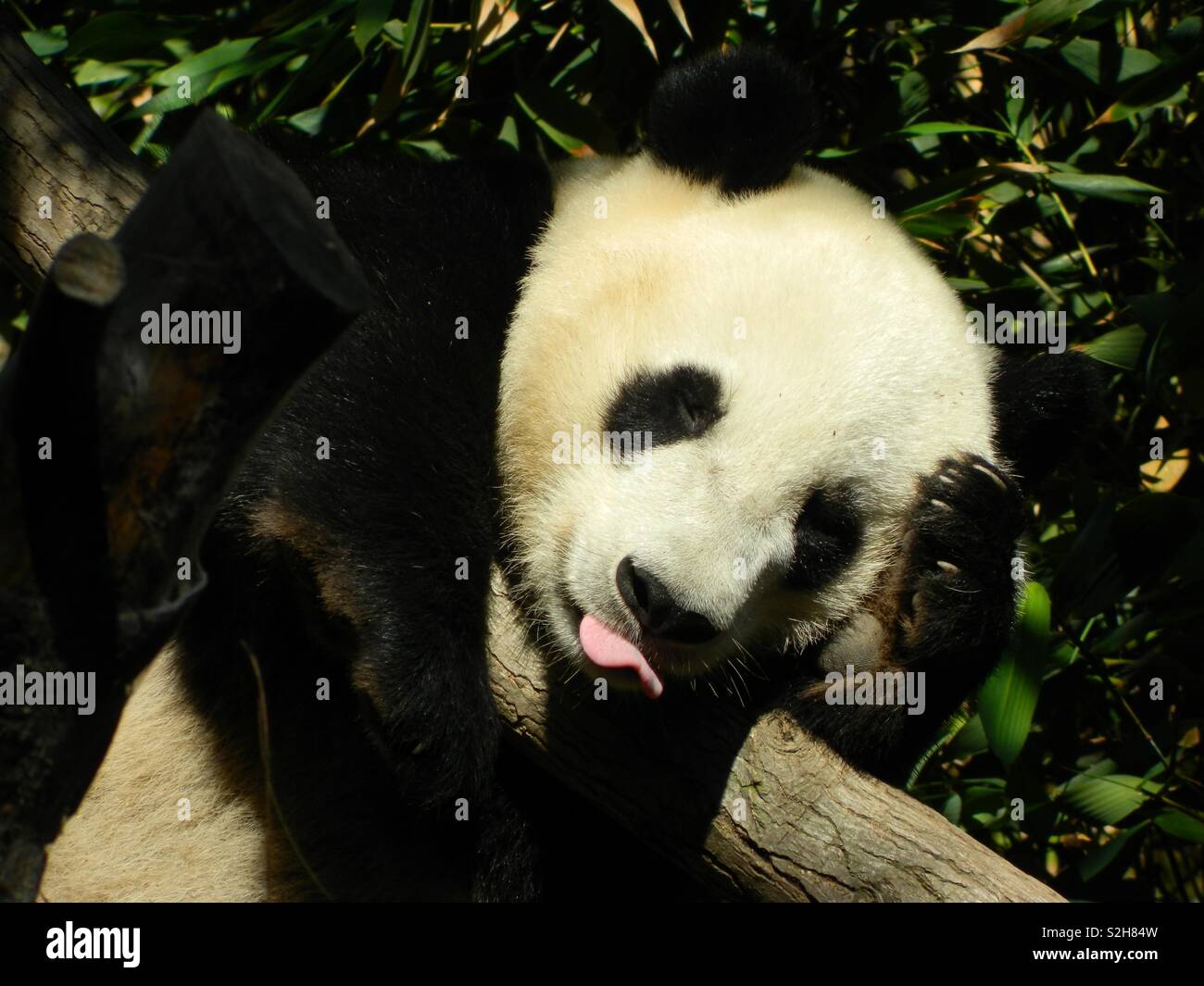 Tired panda hi-res stock photography and images - Alamy