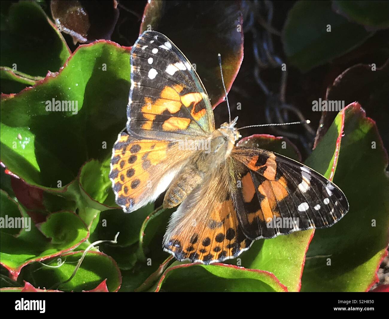 Butterfly spreading its wings Stock Photo - Alamy