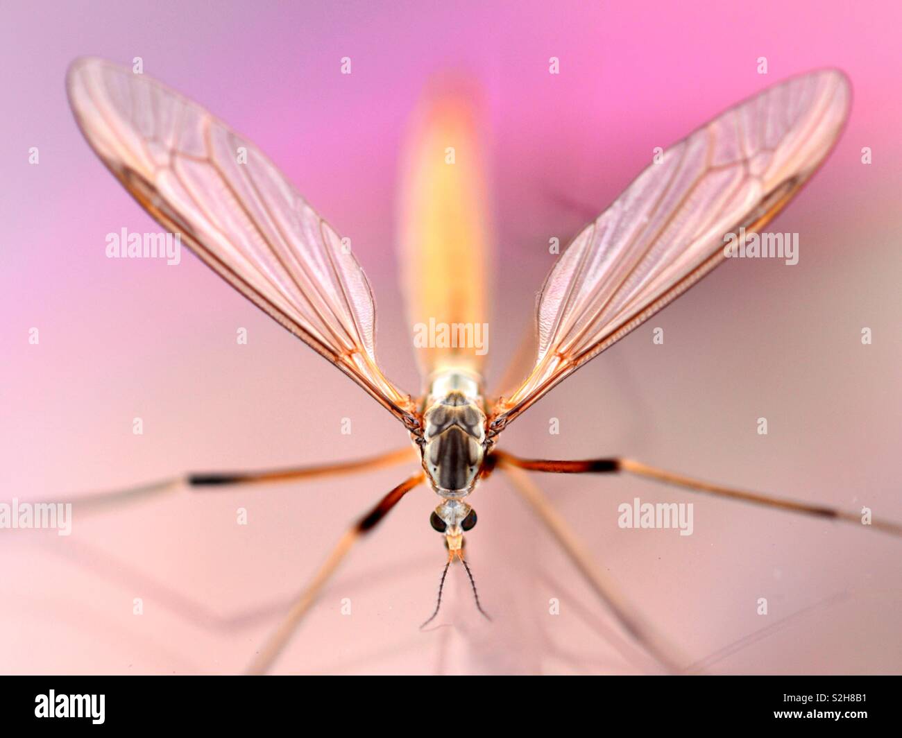 Daddy long legs - crane fly Stock Photo - Alamy