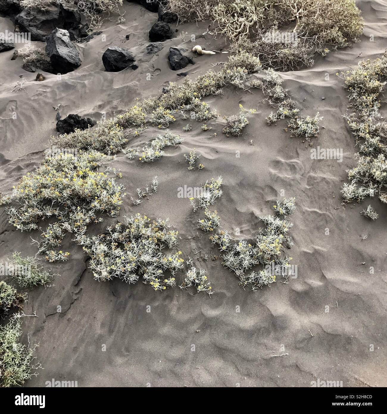 Tenerife volcanic sand hi-res stock photography and images - Alamy