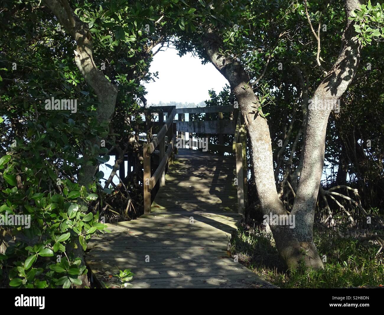 Tree lined pier Stock Photo - Alamy