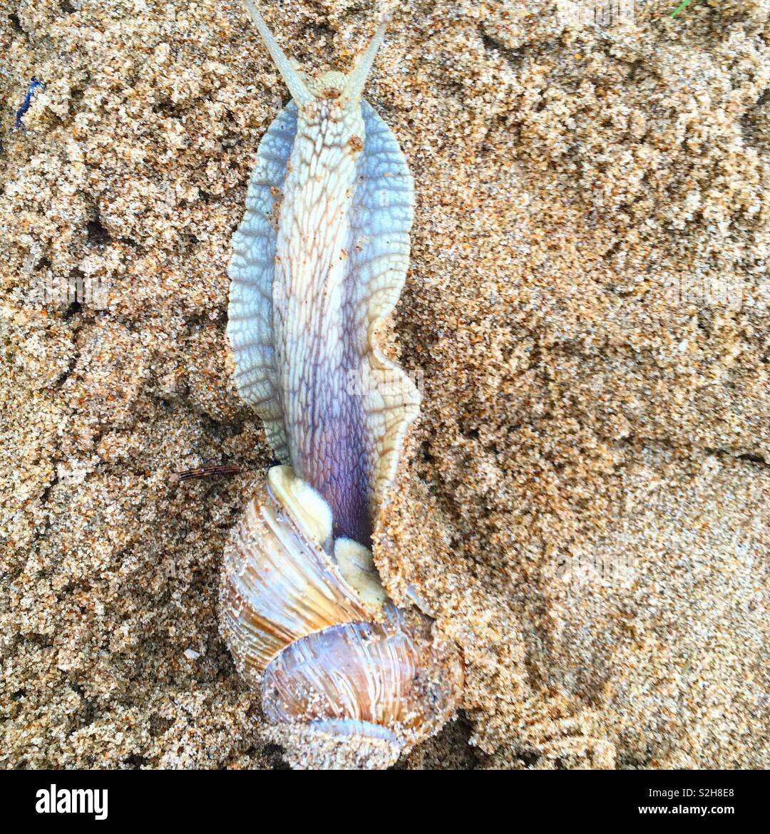 Beautiful slug hi-res stock photography and images - Alamy