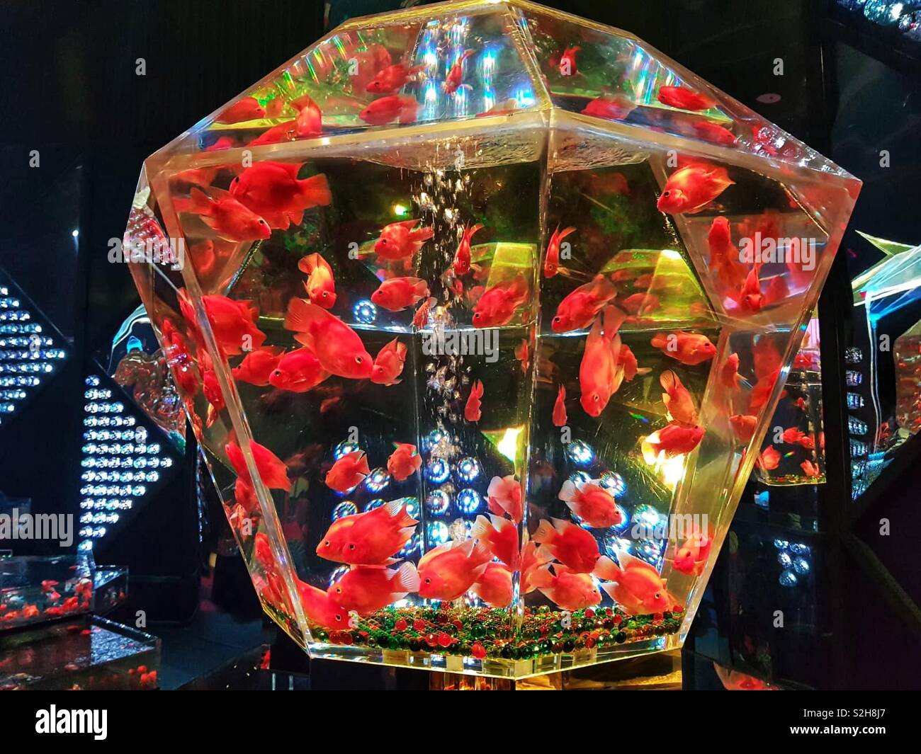 Diamond shaped fish hi-res stock photography and images - Alamy