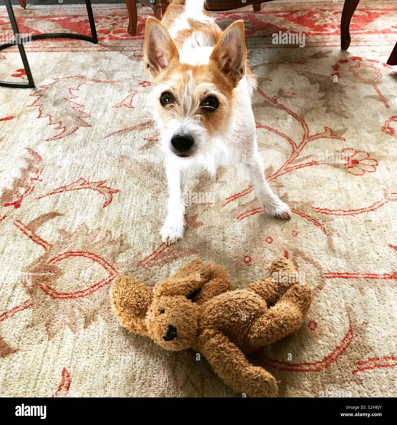 Dog looking guilty with ‘dead’ bunny rabbit Stock Photo - Alamy