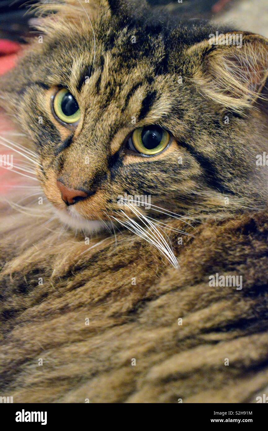 Interested fluffy hi-res stock photography and images - Alamy