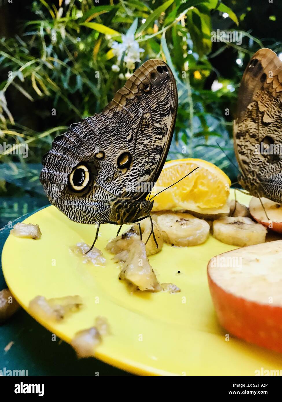Butterfly and moth feeding hi-res stock photography and images - Alamy