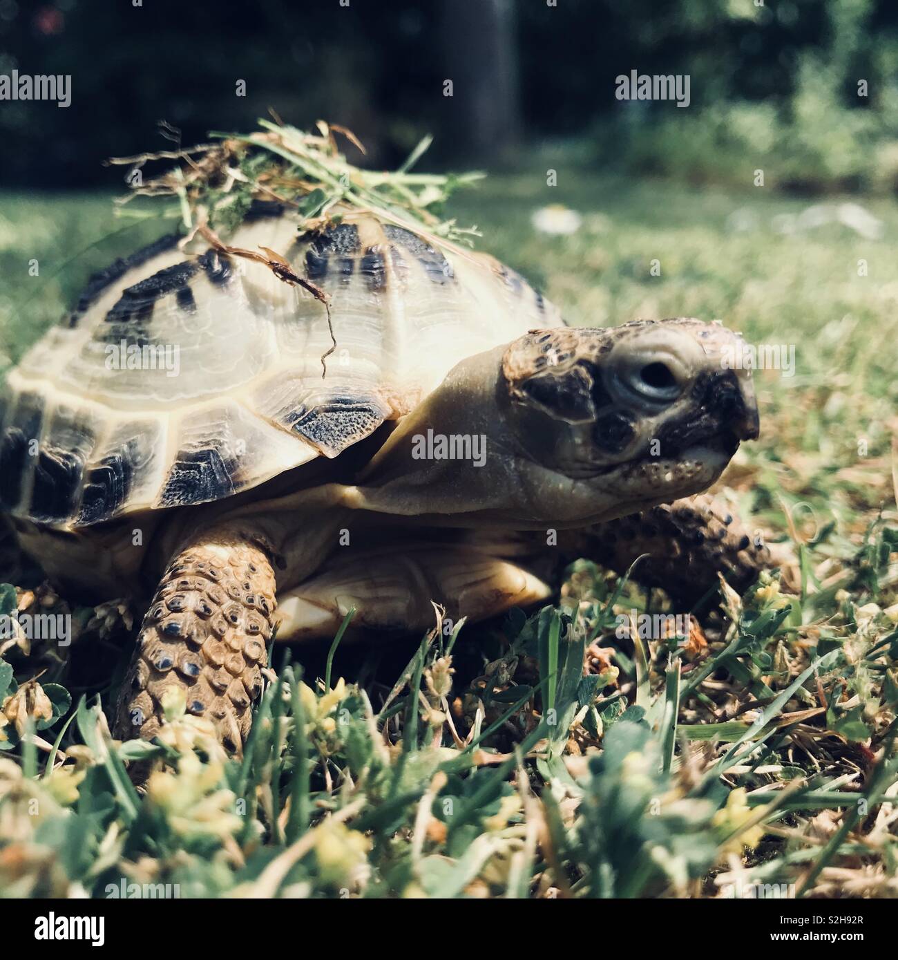 Turtle grass garden hi-res stock photography and images - Alamy