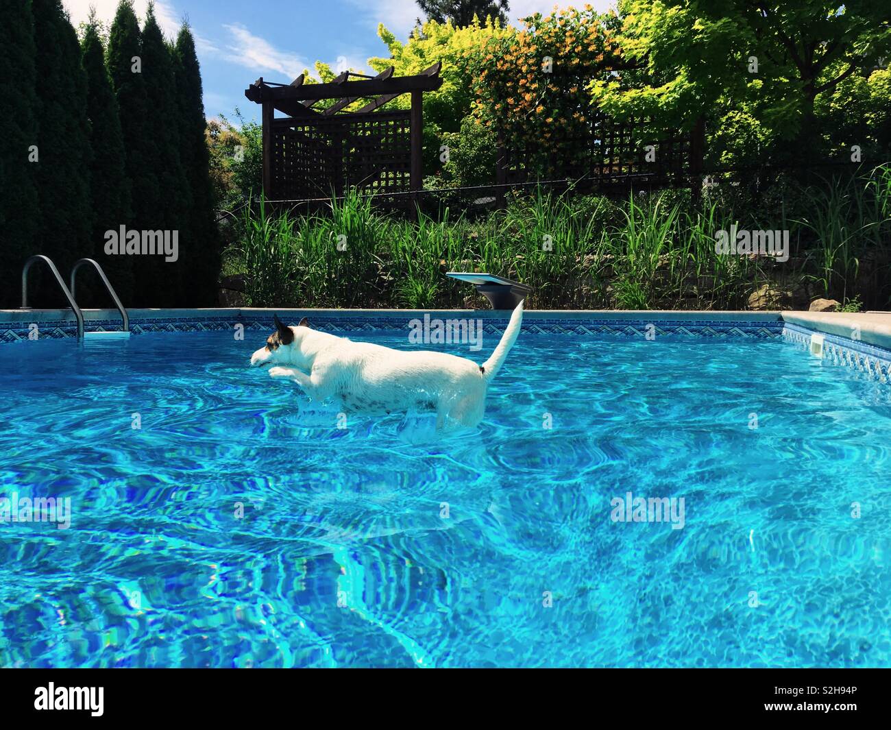 Dog landing in swimming pool Stock Photo - Alamy