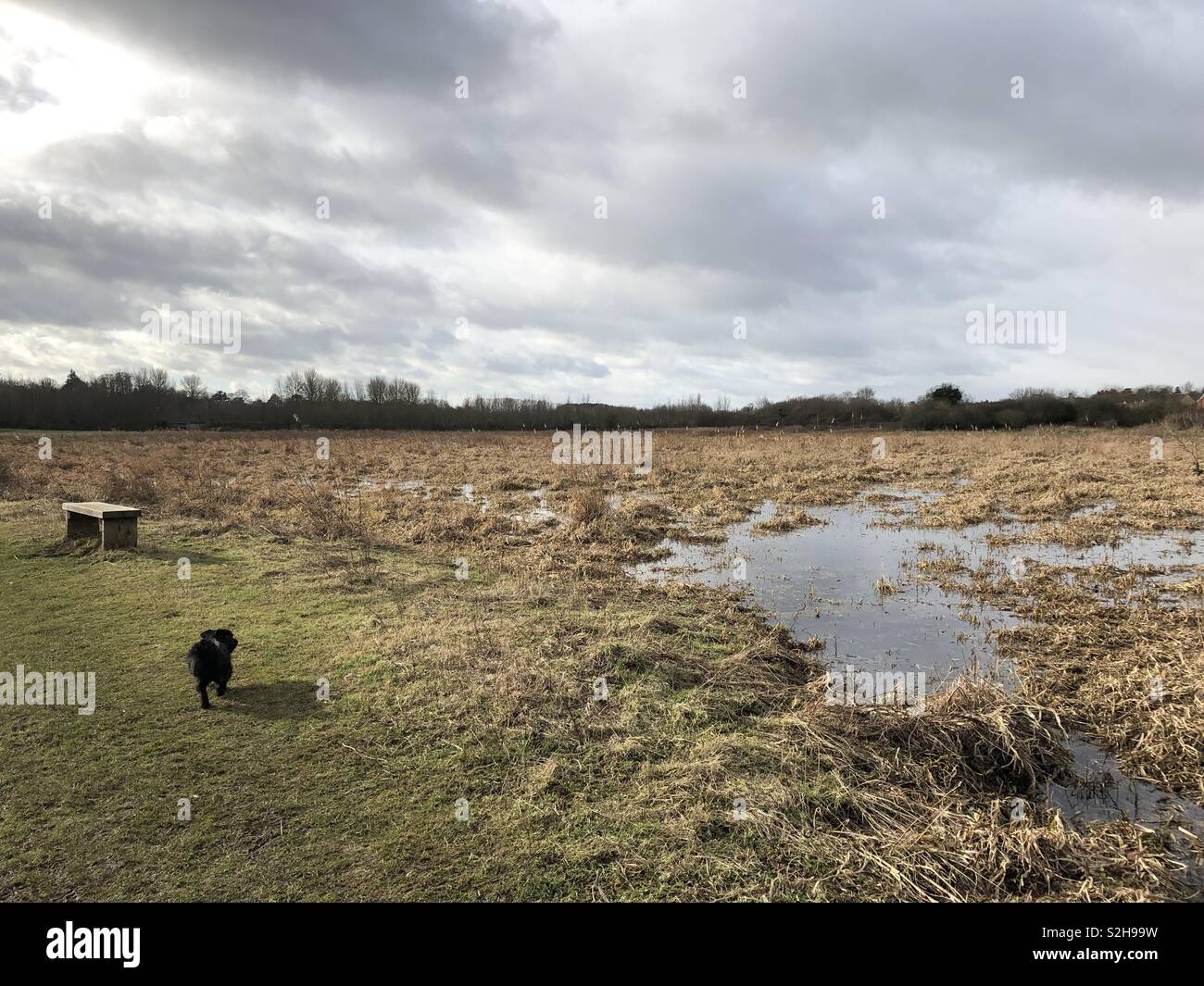 Dog on the marsh Stock Photo - Alamy