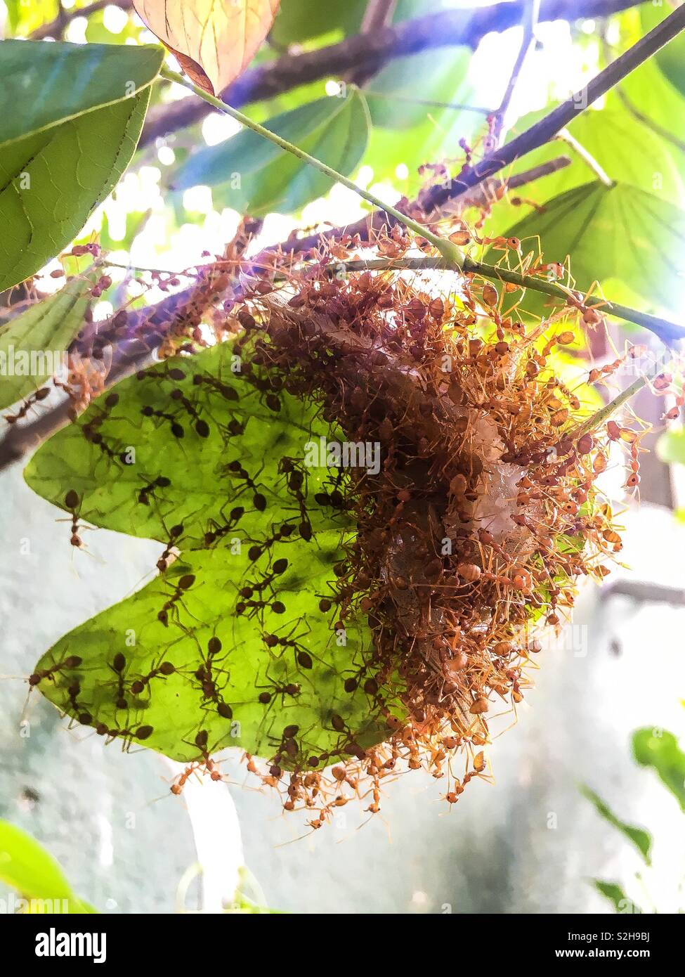 Dimiya hi-res stock photography and images - Alamy