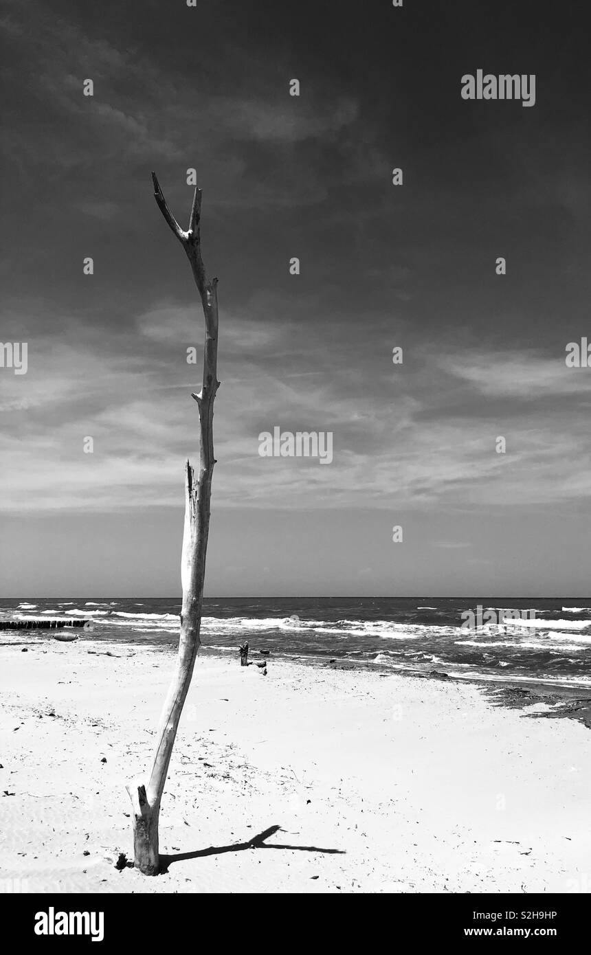Dead tree at the beach hi-res stock photography and images - Alamy
