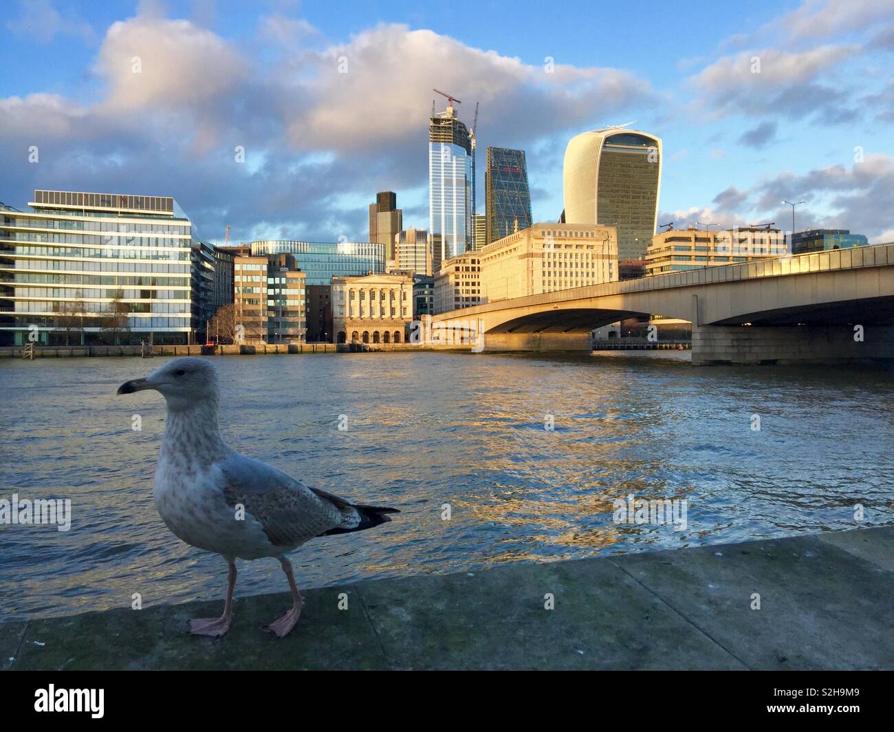 Birds city background uk hi-res stock photography and images - Alamy