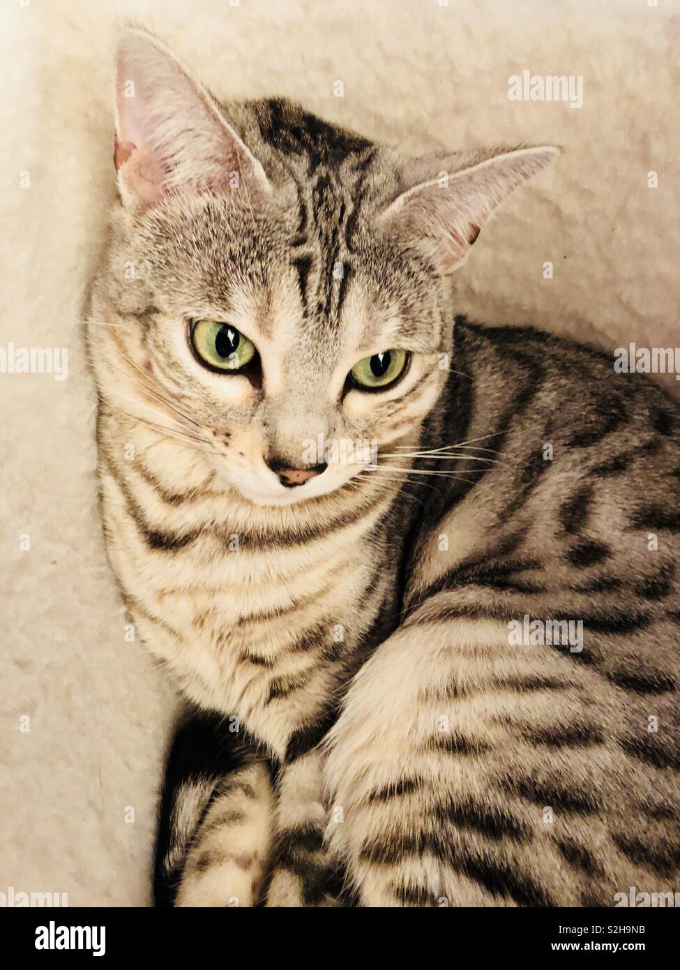 Bengal cat breed hi-res stock photography and images - Alamy
