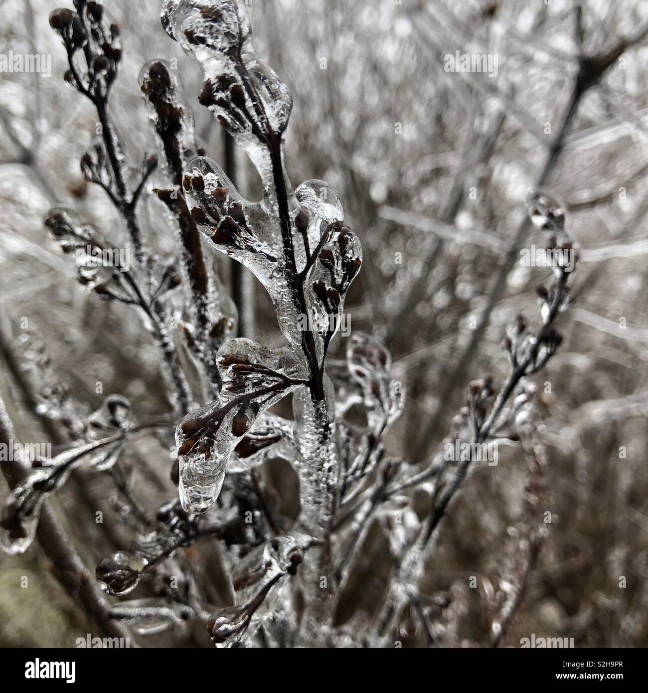 Ice on the tree Stock Photo - Alamy