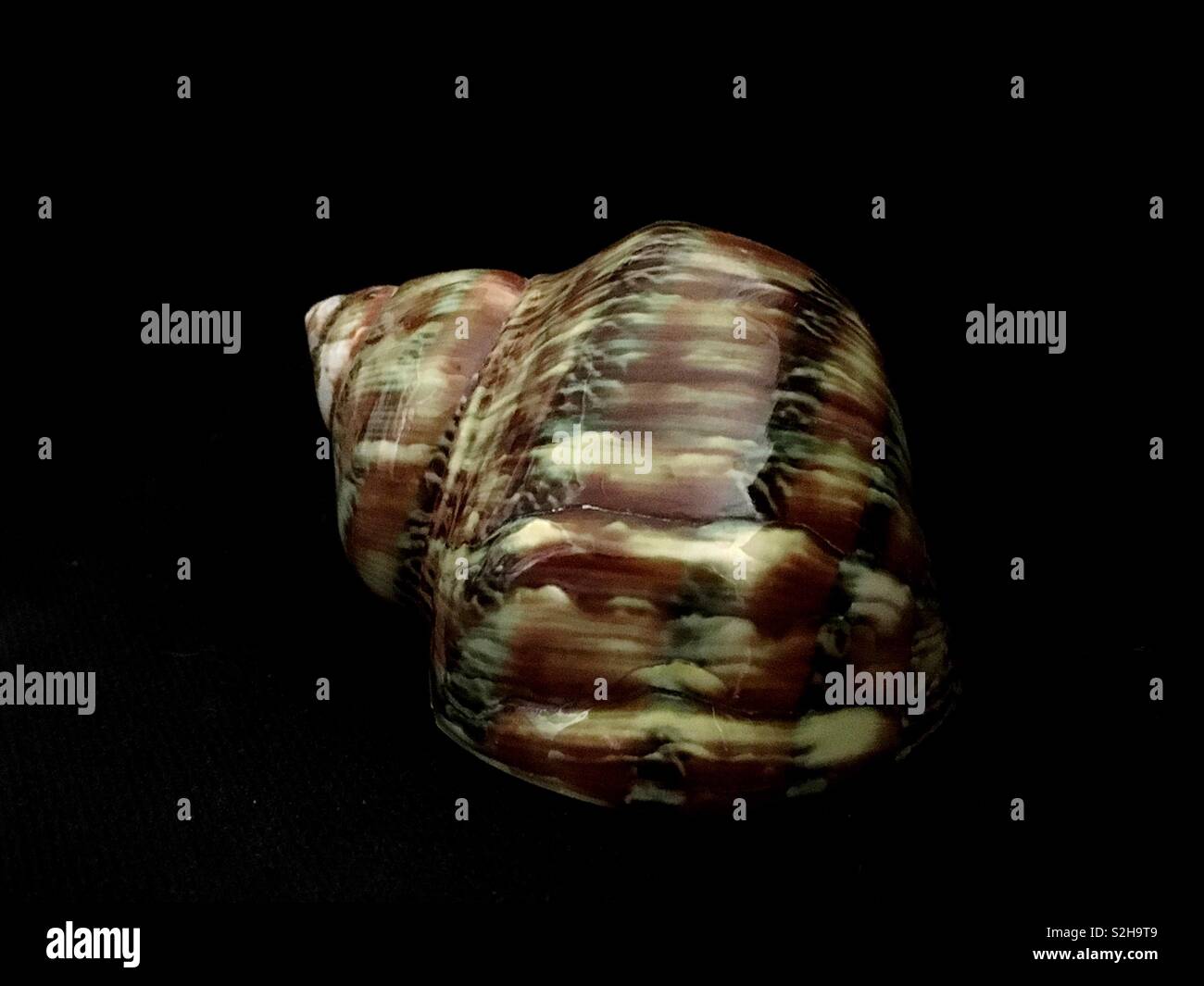 Turban shell hi-res stock photography and images - Alamy