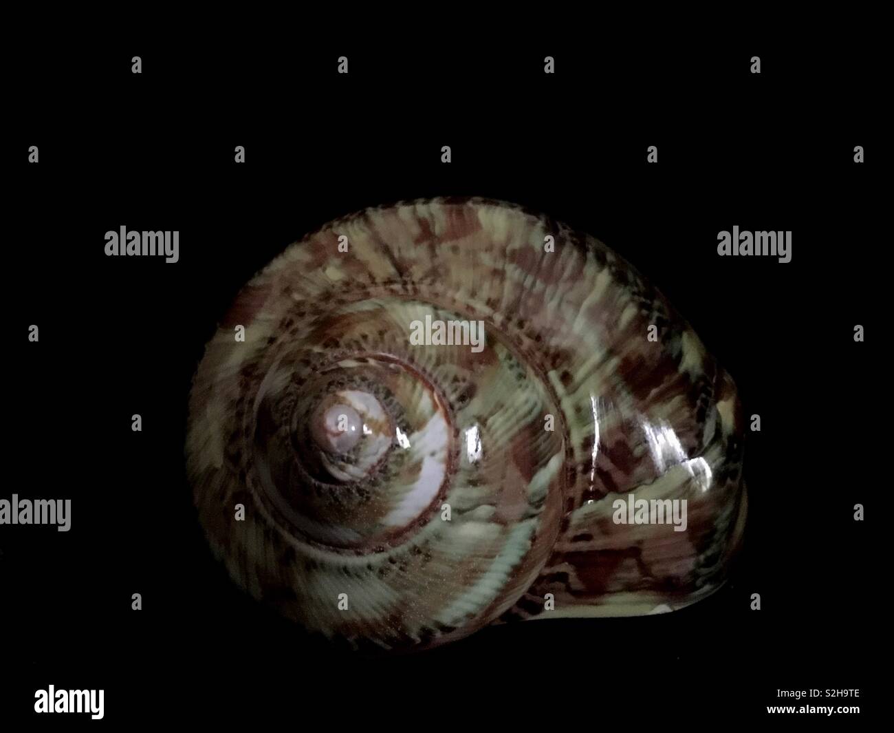 Turban shell hi-res stock photography and images - Alamy