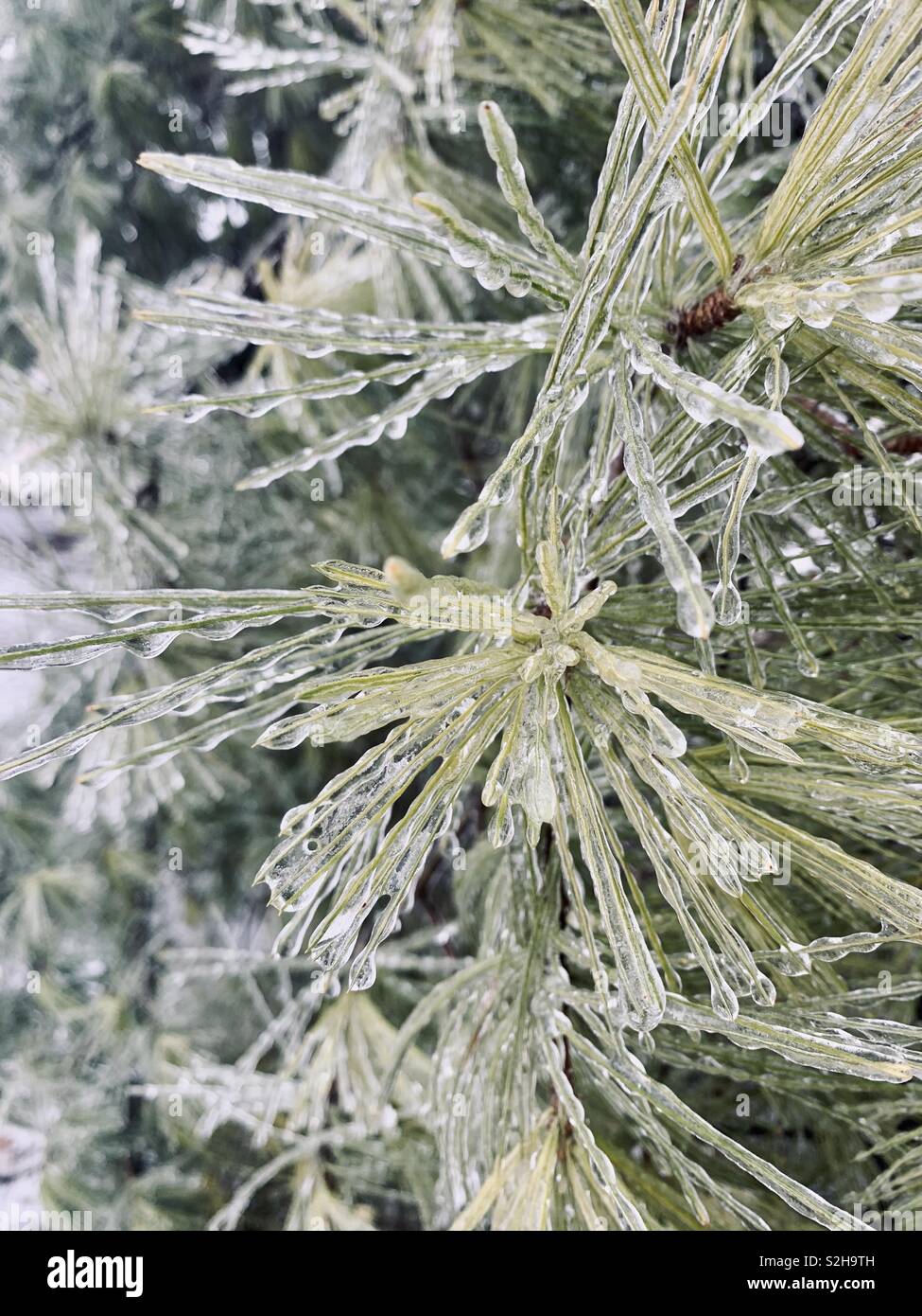 Pine tree needles covered in ice Stock Photo - Alamy