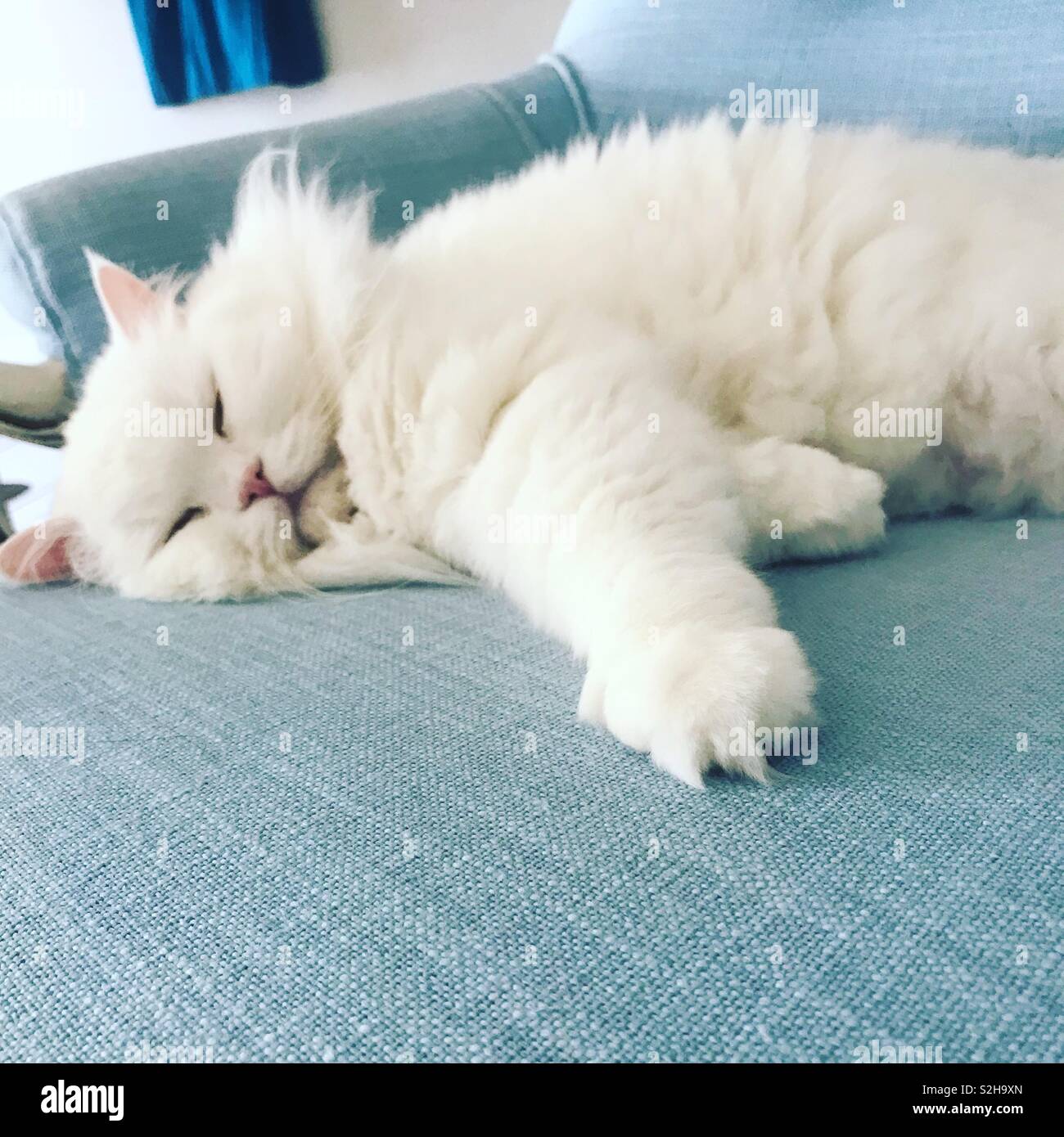 My kitty napping Stock Photo - Alamy