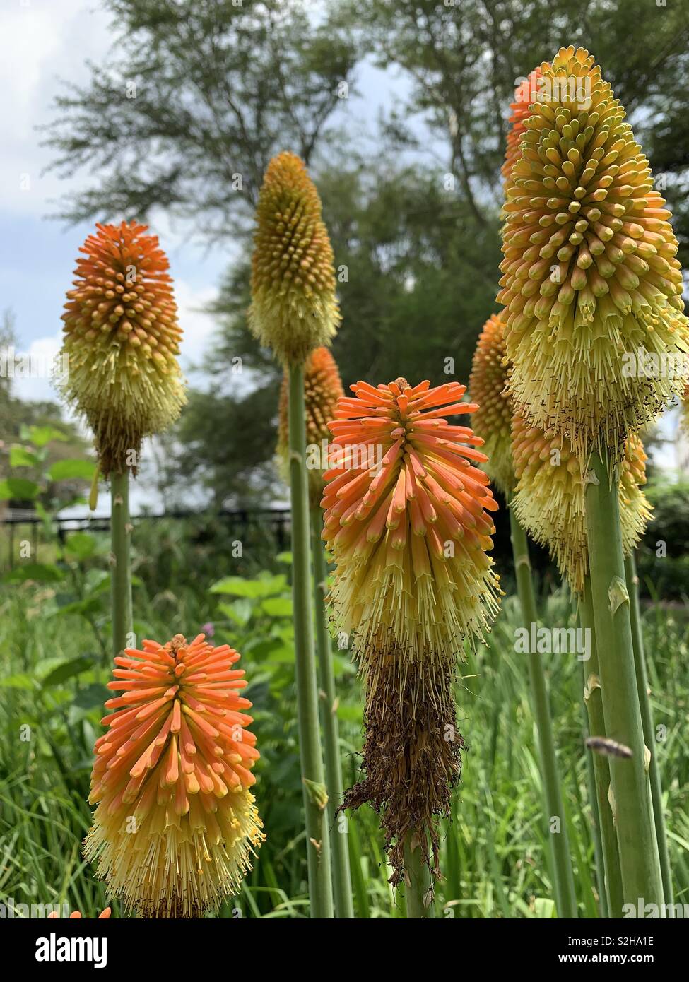 Red hot poker flowers hi-res stock photography and images - Alamy