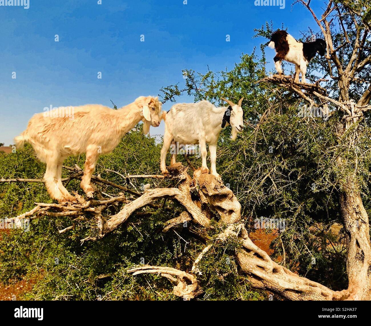Goats on trees hi-res stock photography and images - Alamy