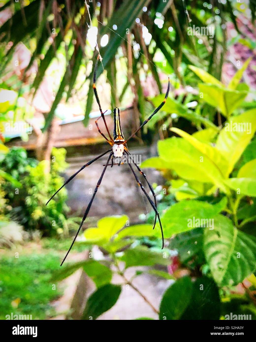 Giant golden orb hi-res stock photography and images - Alamy
