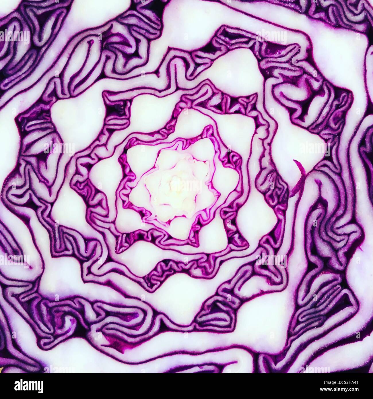 Crazy cabbage pattern hi-res stock photography and images - Alamy