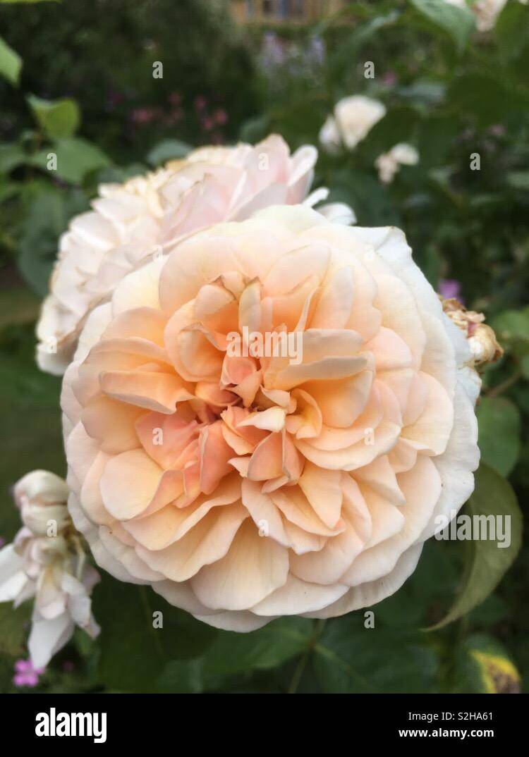 Peach flower hi-res stock photography and images - Alamy