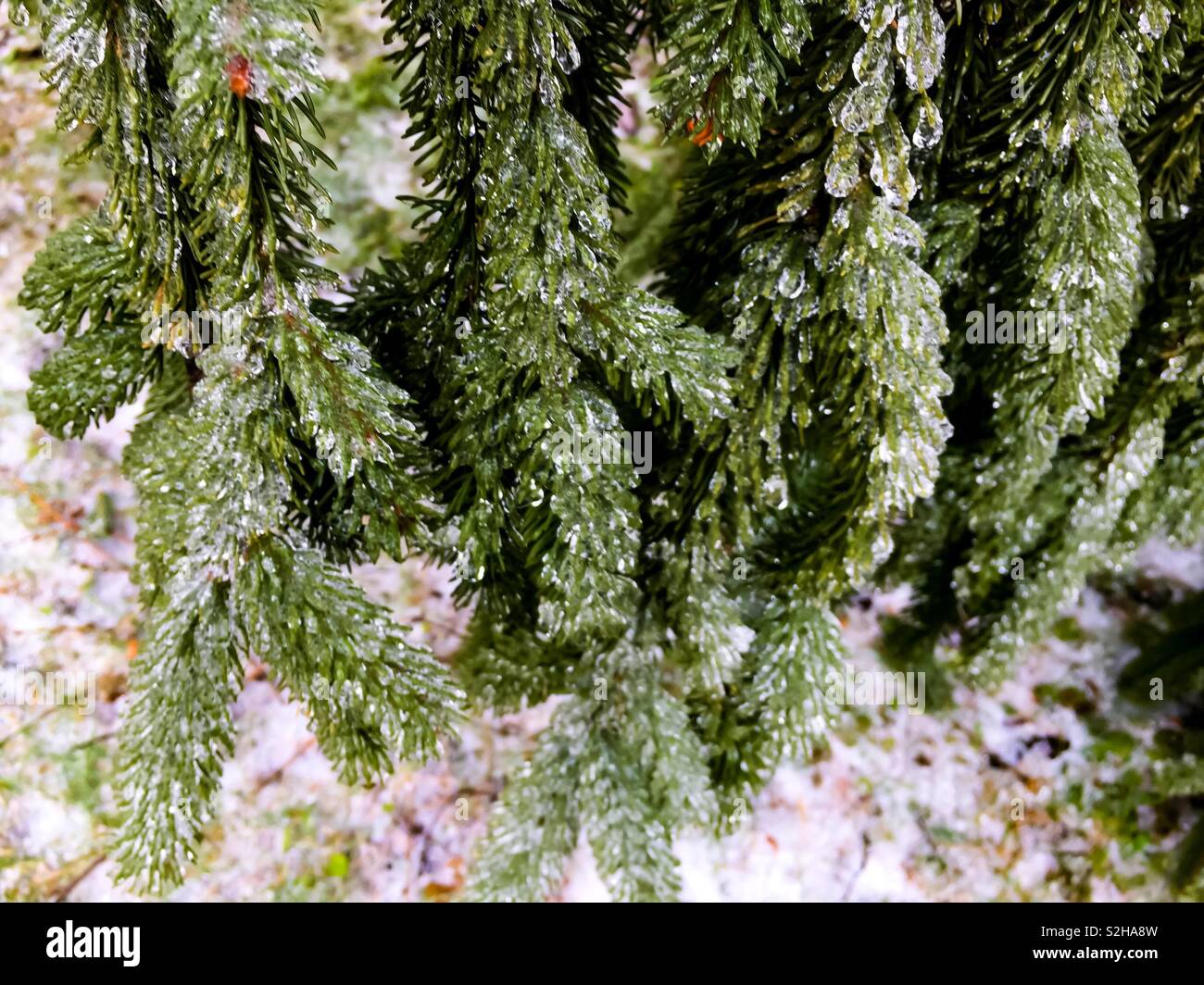 Evergreen in ice Stock Photo - Alamy