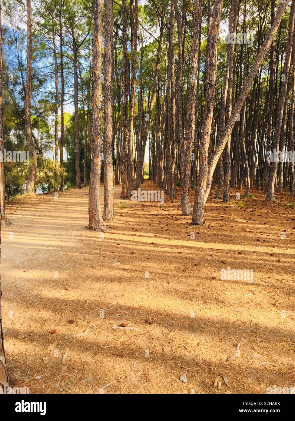 Repetition of trees hi-res stock photography and images - Alamy