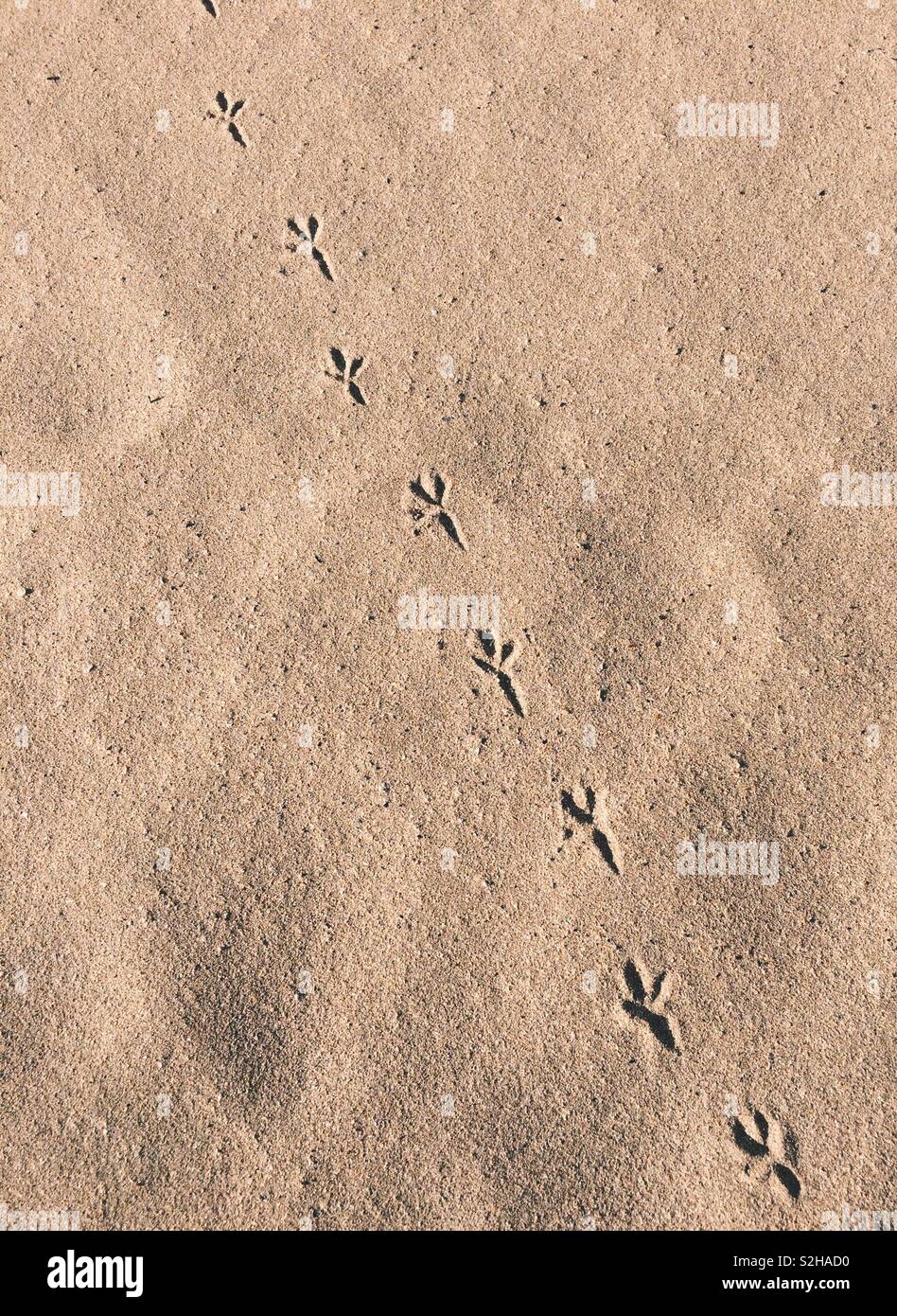 Bird footprint hi-res stock photography and images - Alamy