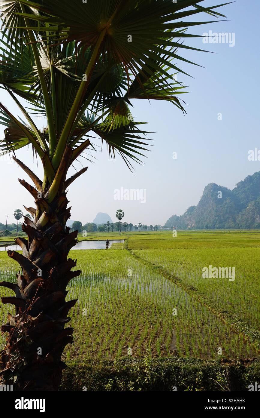 Myanmar impressions: Ricefields, hills and palms in the Burmese ...