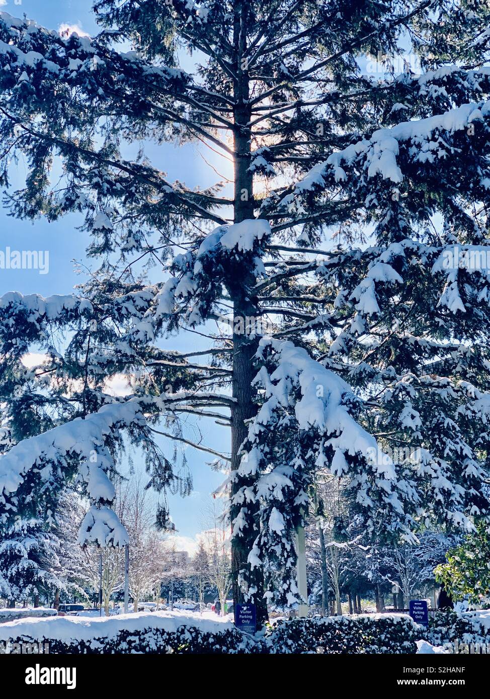 1st snow of 2019- Seattle Washington! Beautiful Pacific Northwest Stock ...