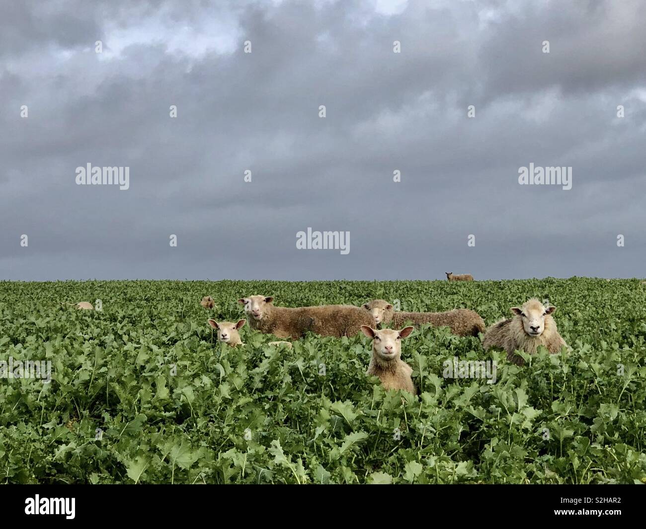 Sheep in a field of Kale with grey skies Stock Photo - Alamy