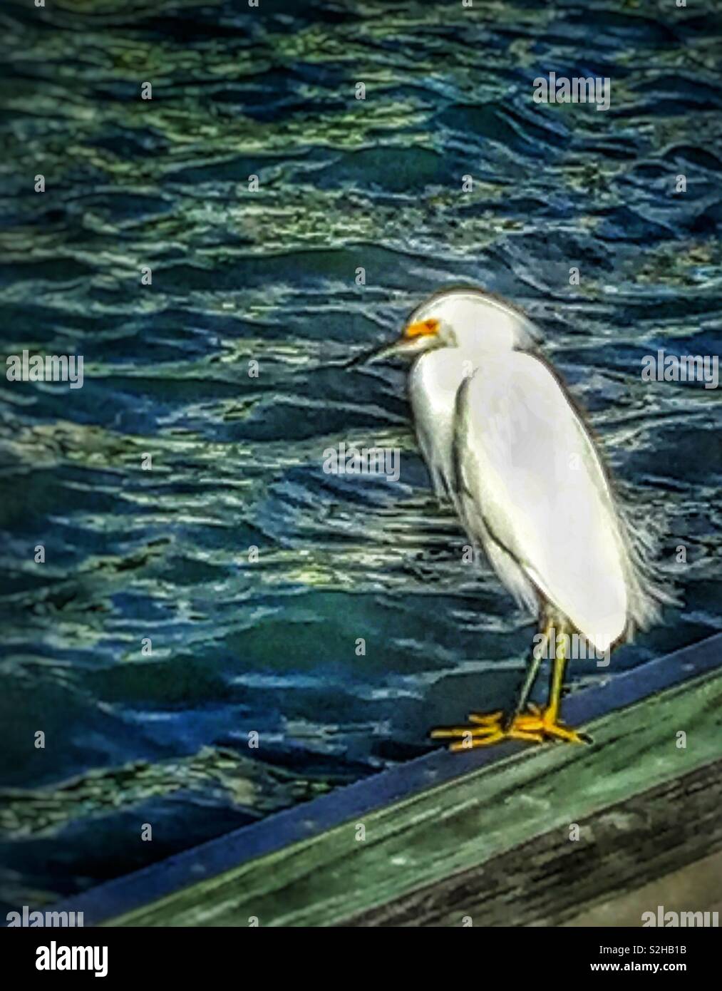 Snowy Egret on pier edge Stock Photo - Alamy