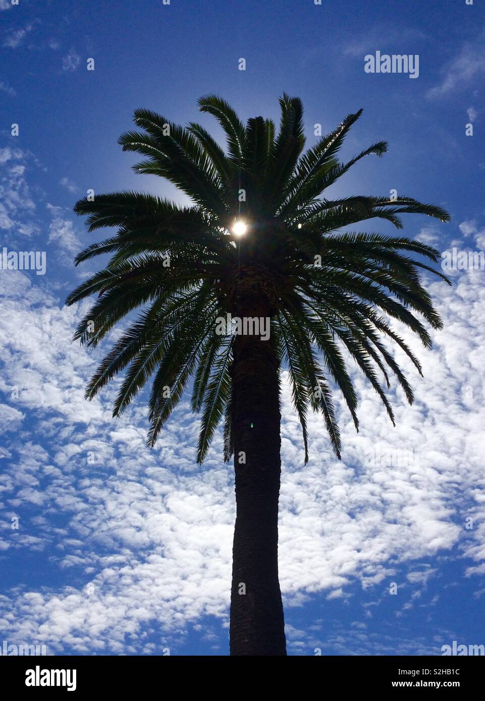 Sun shining that palm tree Stock Photo - Alamy