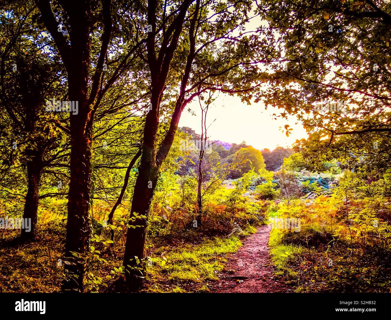 Autumn glow hi-res stock photography and images - Alamy
