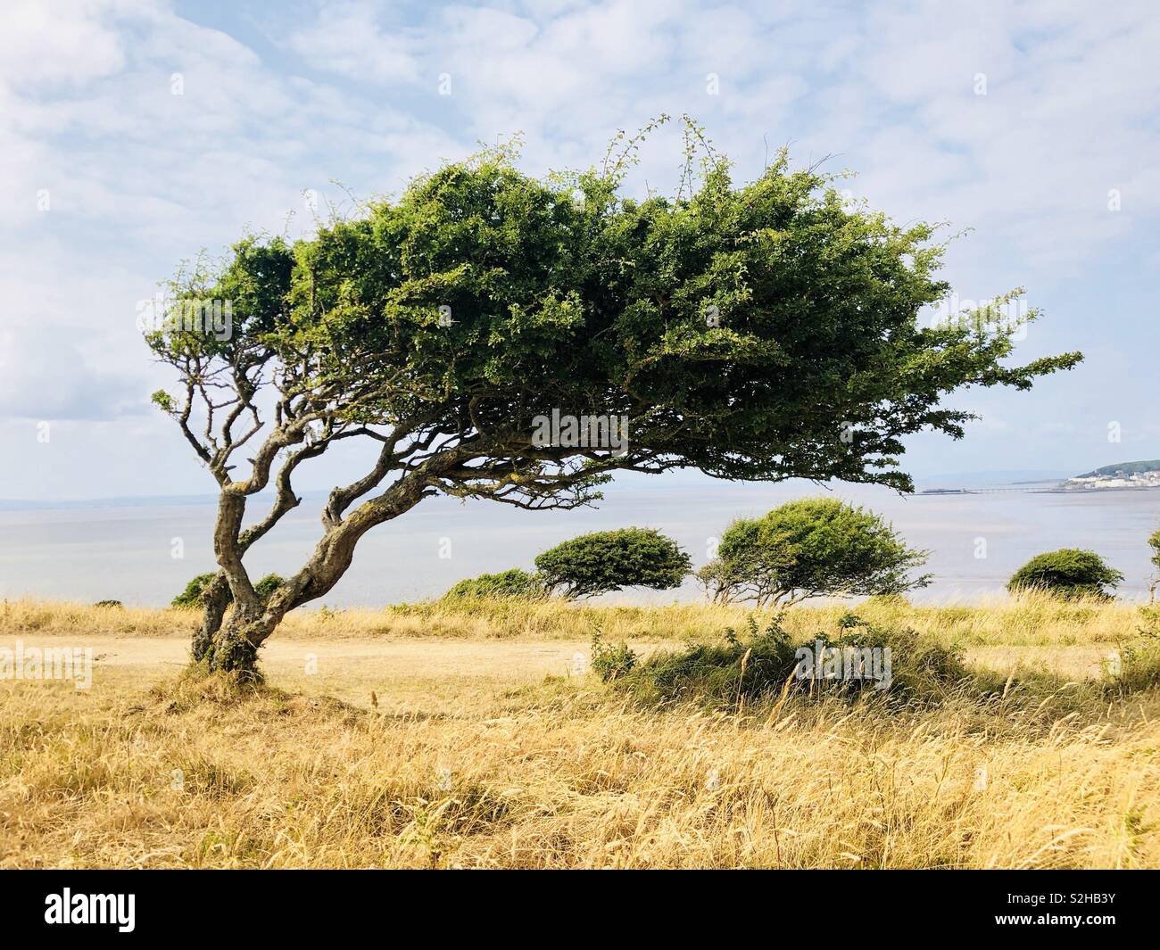 Leaning Tree Wind High Resolution Stock Photography and Images - Alamy