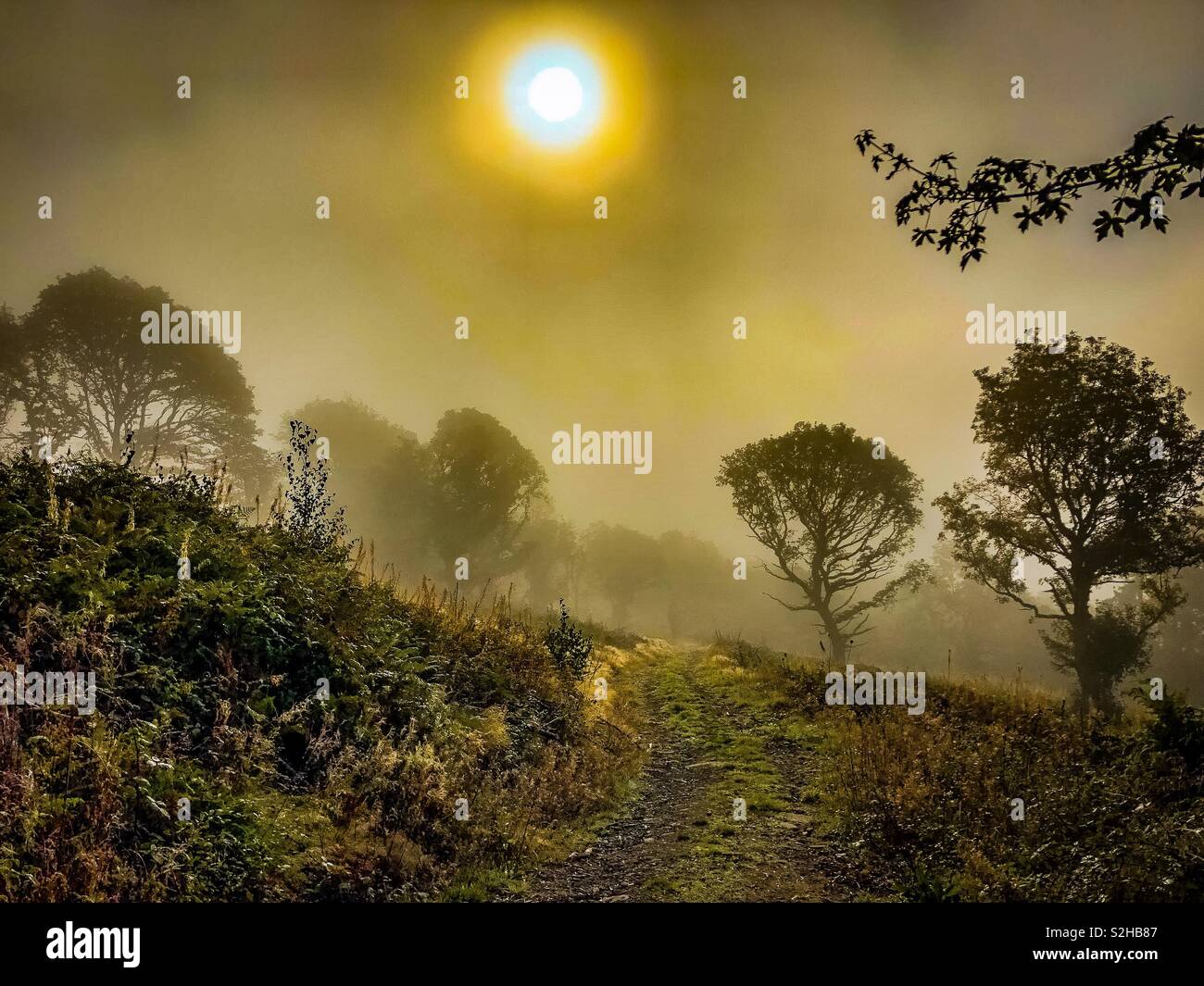 Sunshine through the early morning mist Stock Photo - Alamy