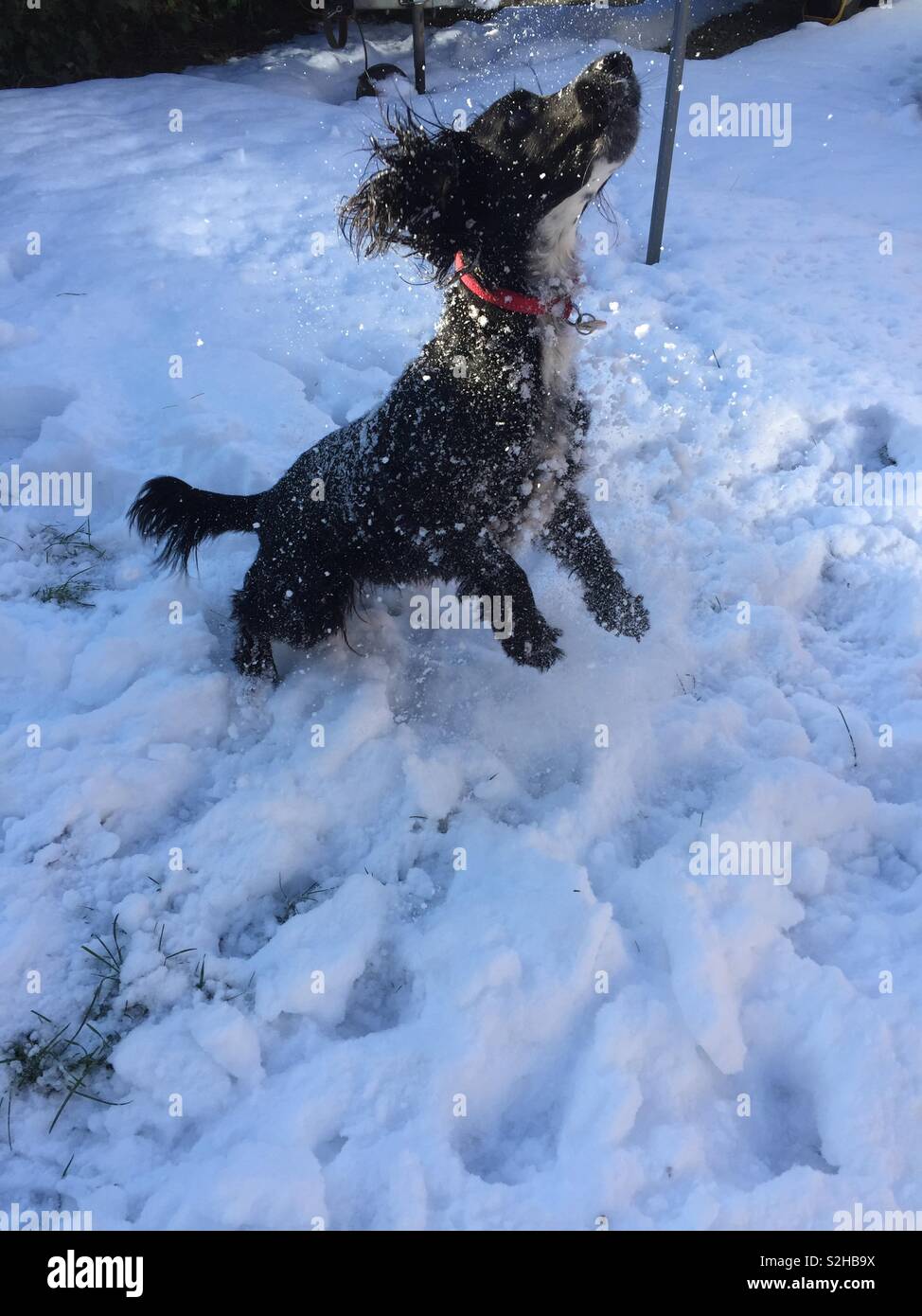 Dog jumping snow hi-res stock photography and images - Alamy
