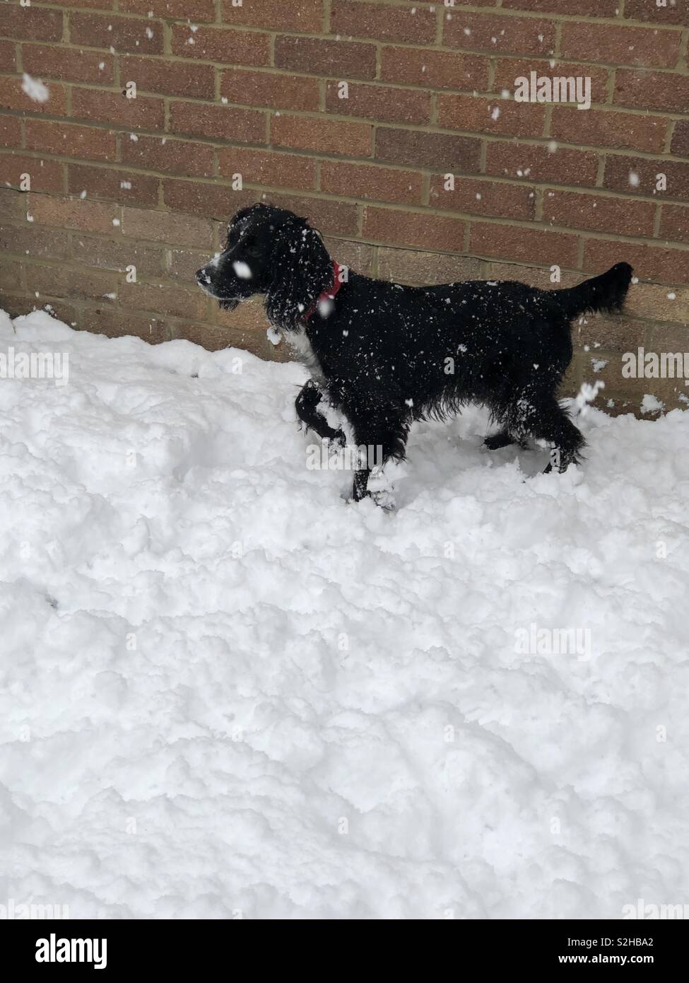 Sprocker spaniel hi-res stock photography and images - Alamy