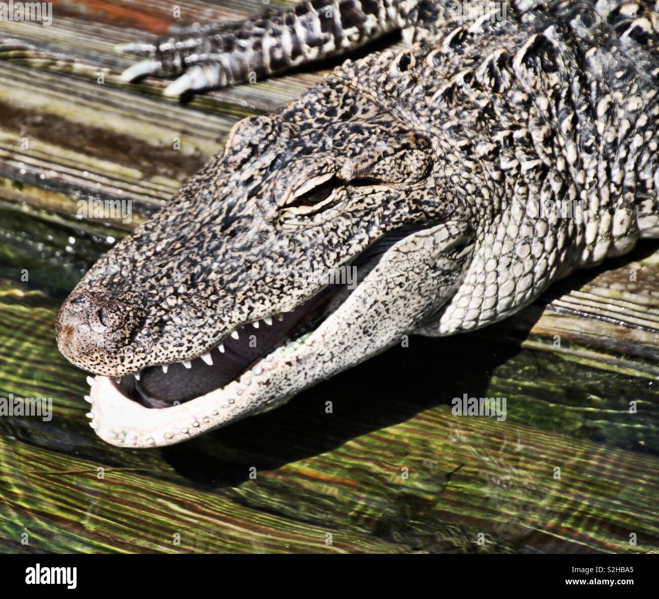 A picture of the head of an alligator Stock Photo - Alamy
