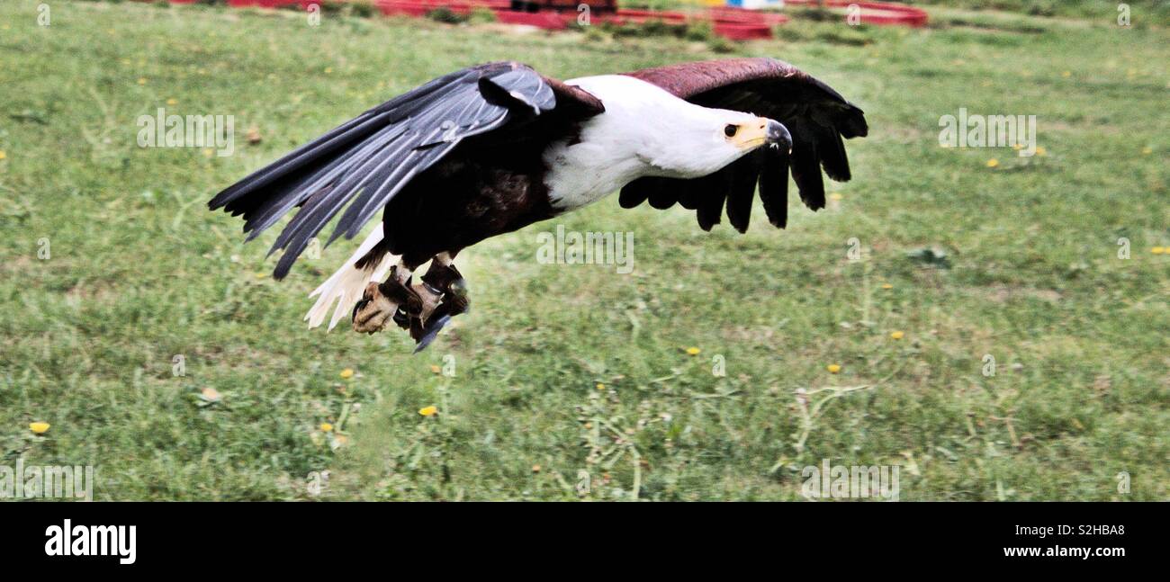 A picture of an African Sea eagle Stock Photo - Alamy