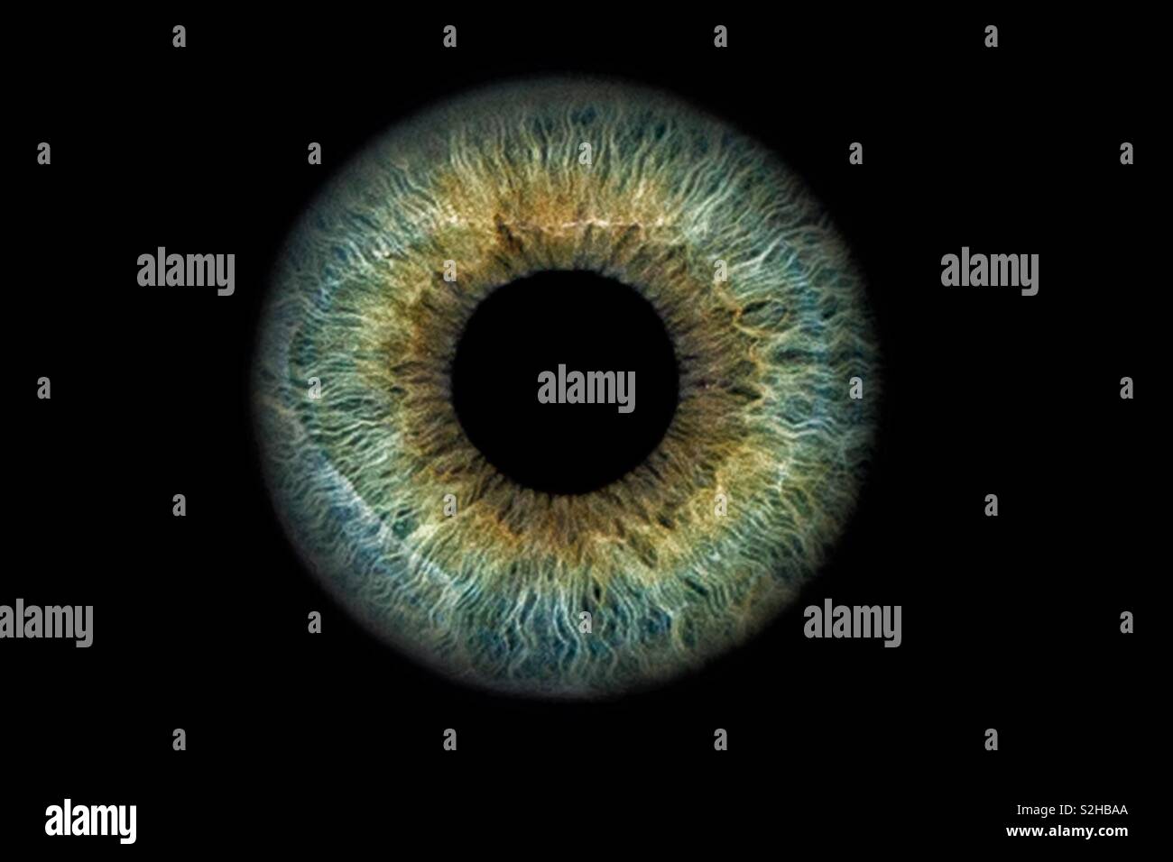 Auge Pupille High Resolution Stock Photography and Images - Alamy