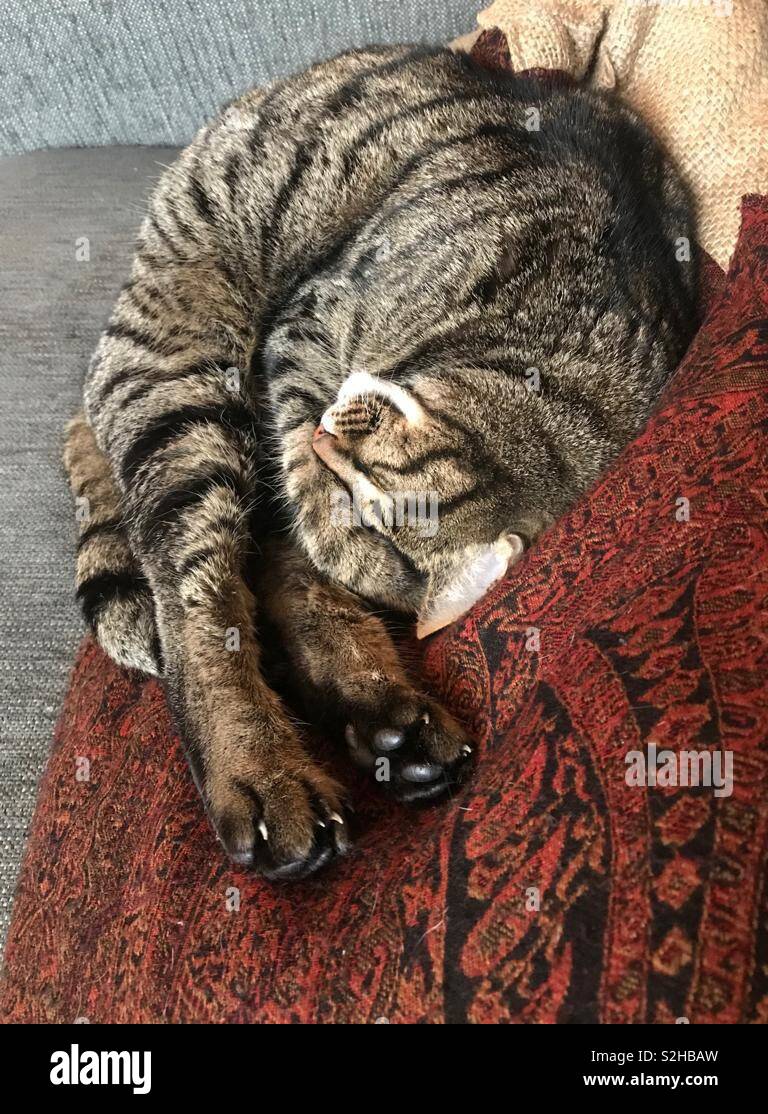 Cute cat curled up Stock Photo - Alamy